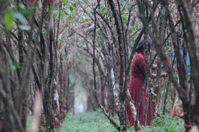 The Gedeo Cultural Landscape in Ethiopia – International Scientific ...