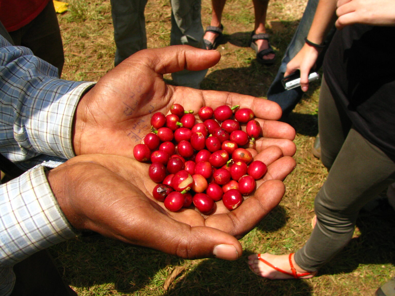 The Gedeo Cultural Landscape in Ethiopia – International Scientific ...