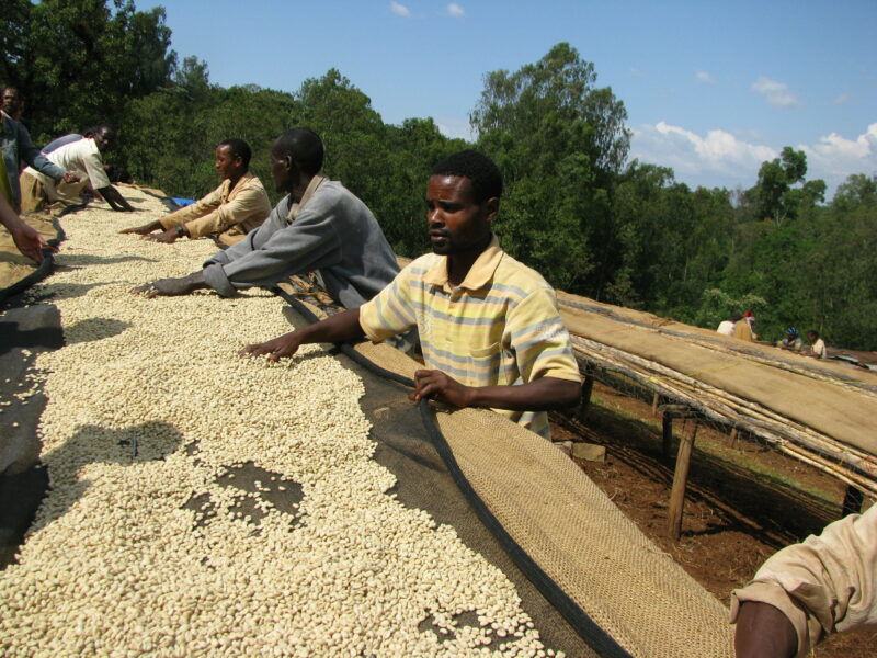 The Gedeo Cultural Landscape in Ethiopia – International Scientific ...