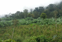 The Gedeo Cultural Landscape in Ethiopia – International Scientific ...