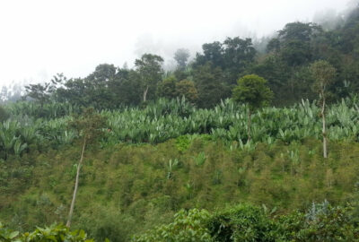 The Gedeo Cultural Landscape in Ethiopia – International Scientific ...