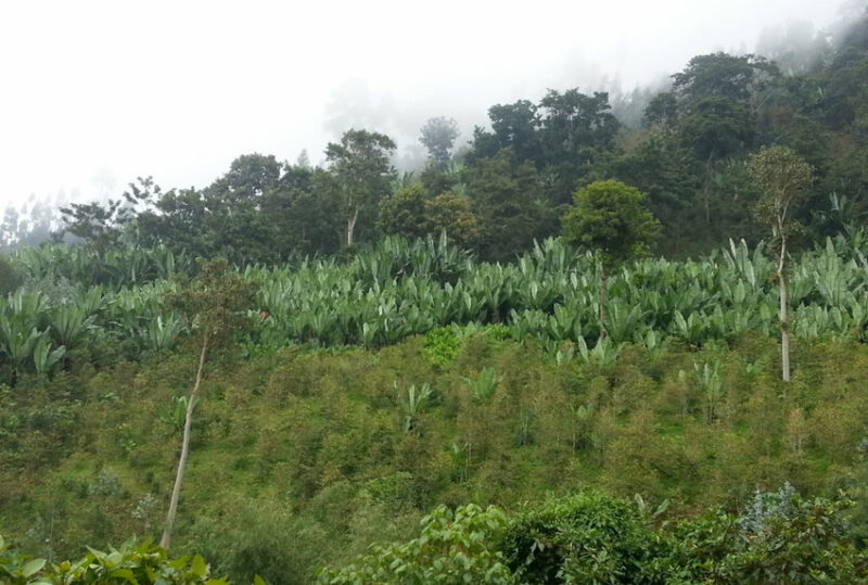 The Gedeo Cultural Landscape in Ethiopia – International Scientific ...